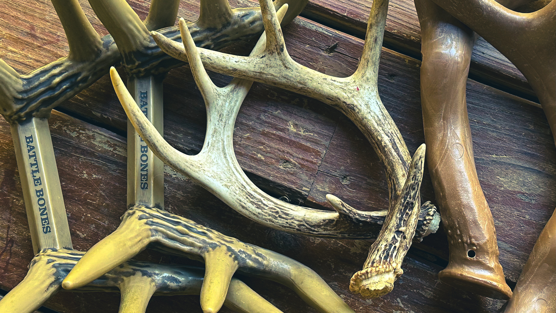 The Evolution of Rattling Calls for Deer
