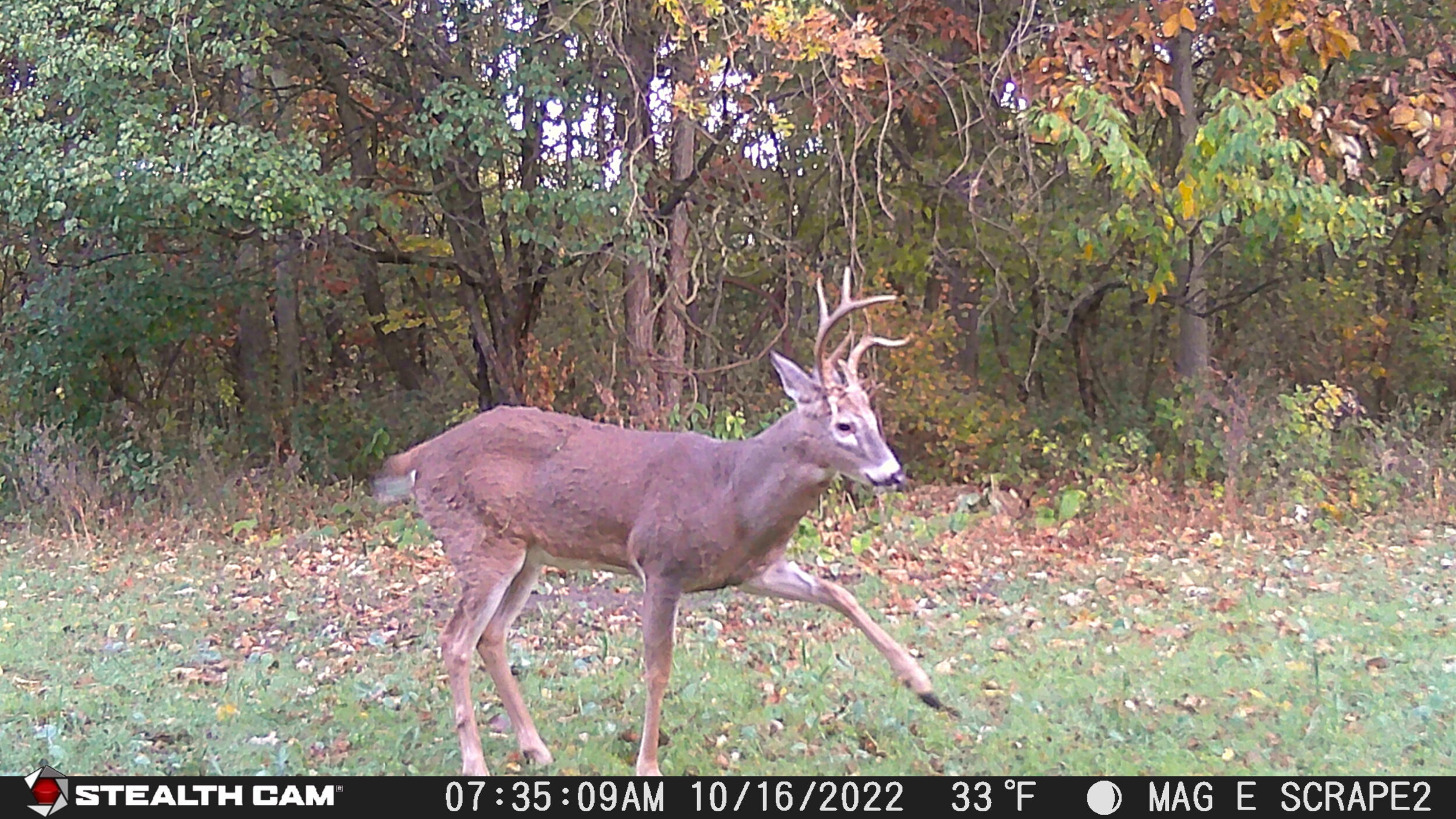Age This Buck #39