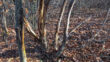 What Deer Sign Matters Most?