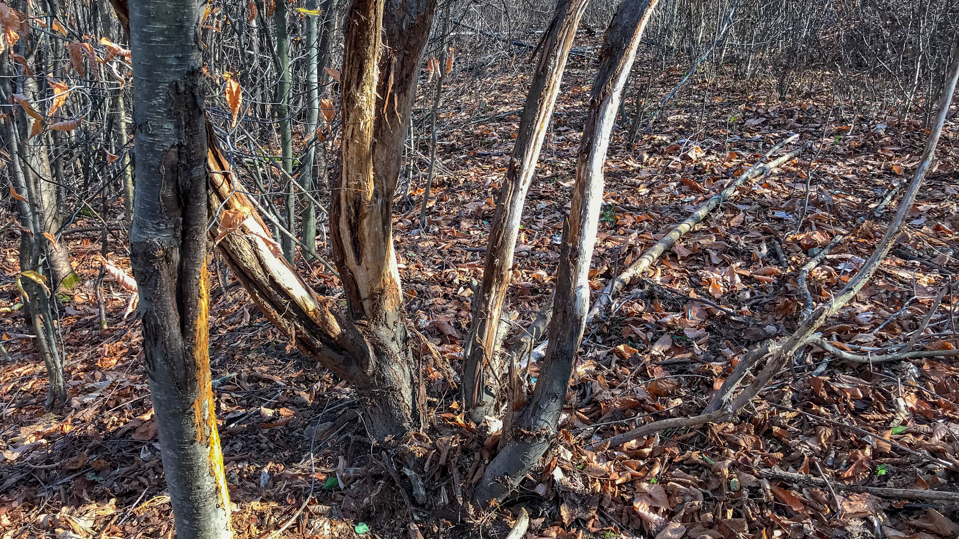 What Deer Sign Matters Most?