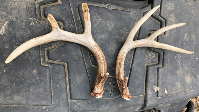10 Things Shed Antlers Tell Us