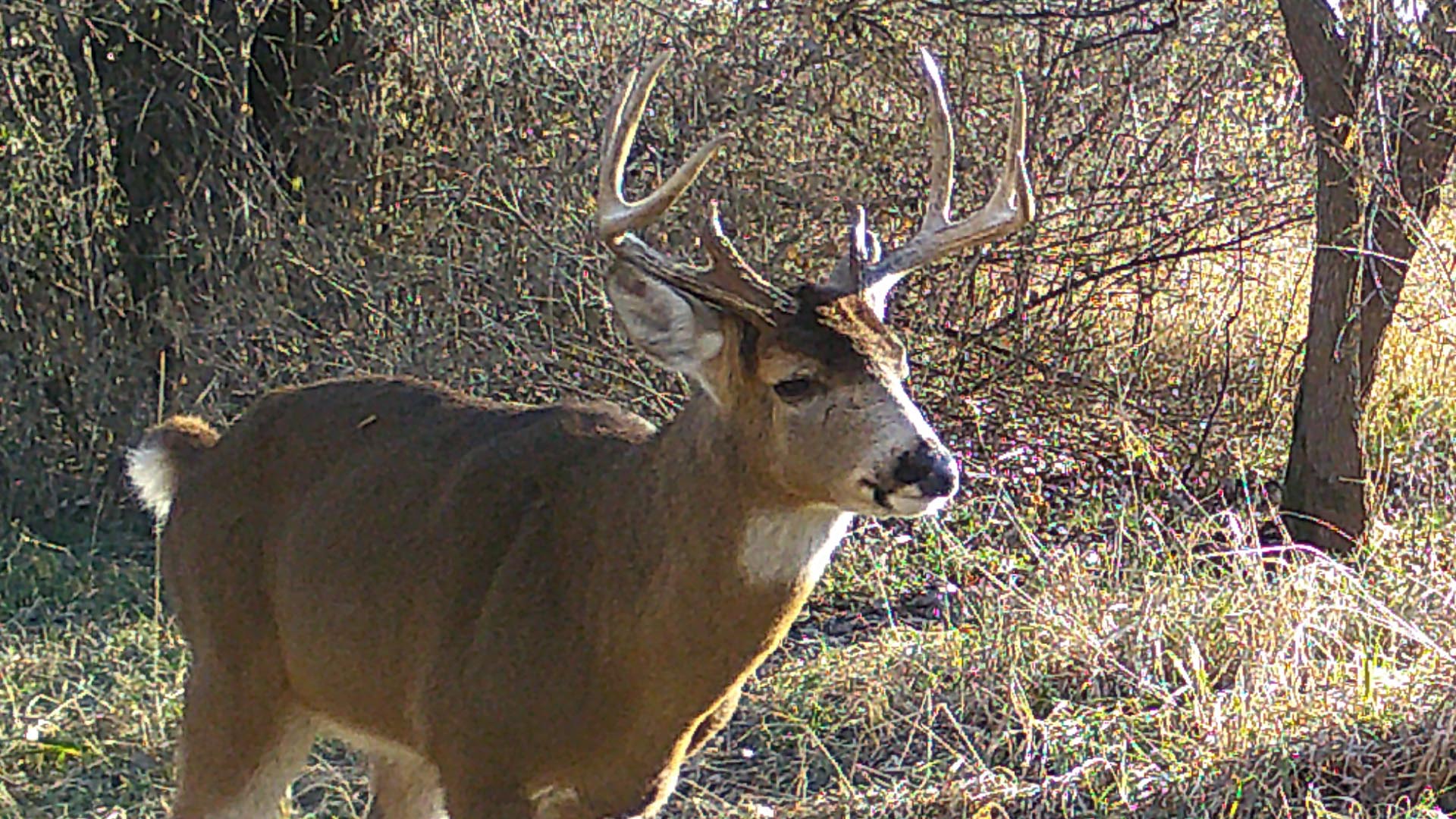 Age This Buck #42