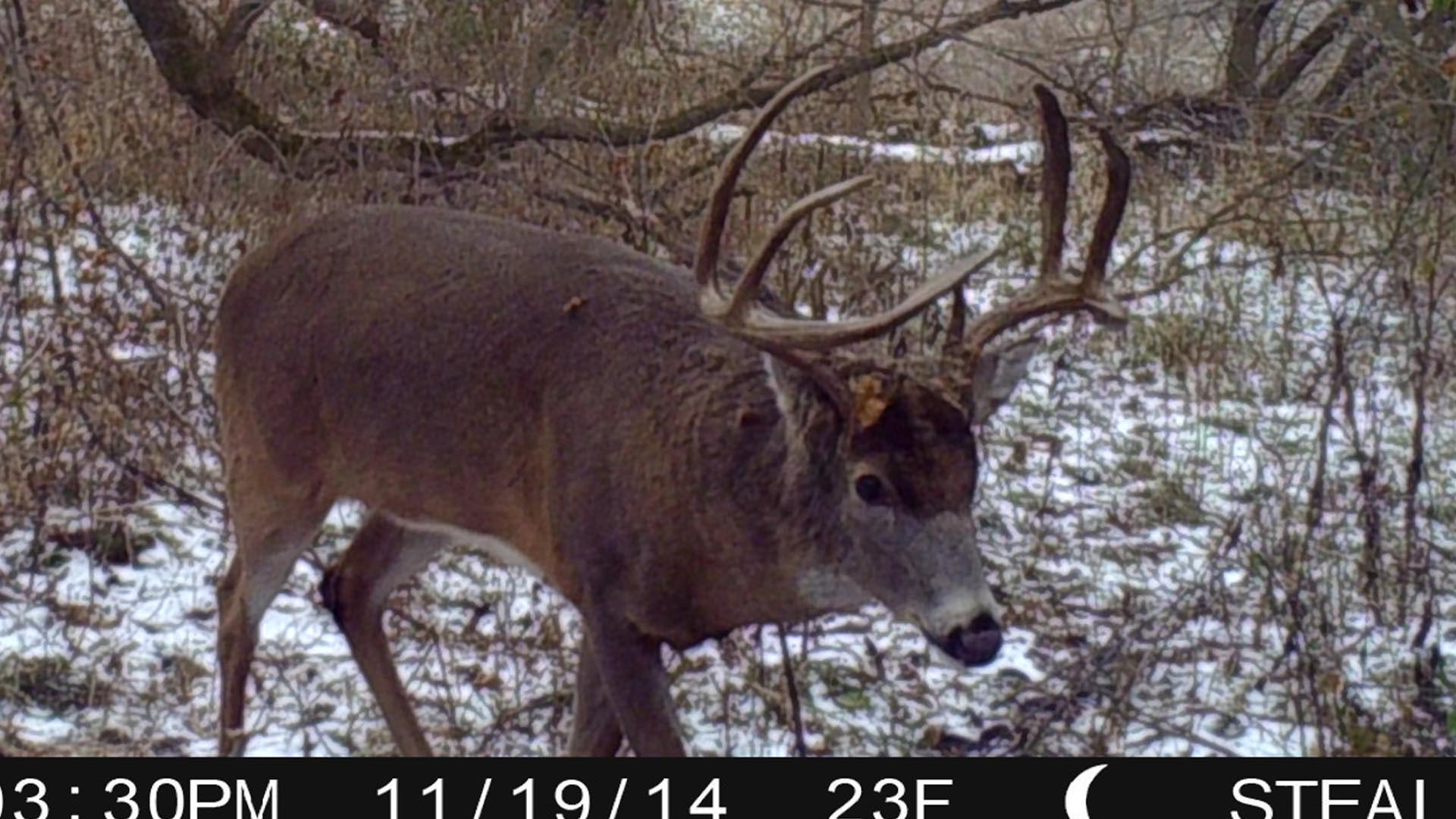 Age This Buck #45 | Bowhunting.com