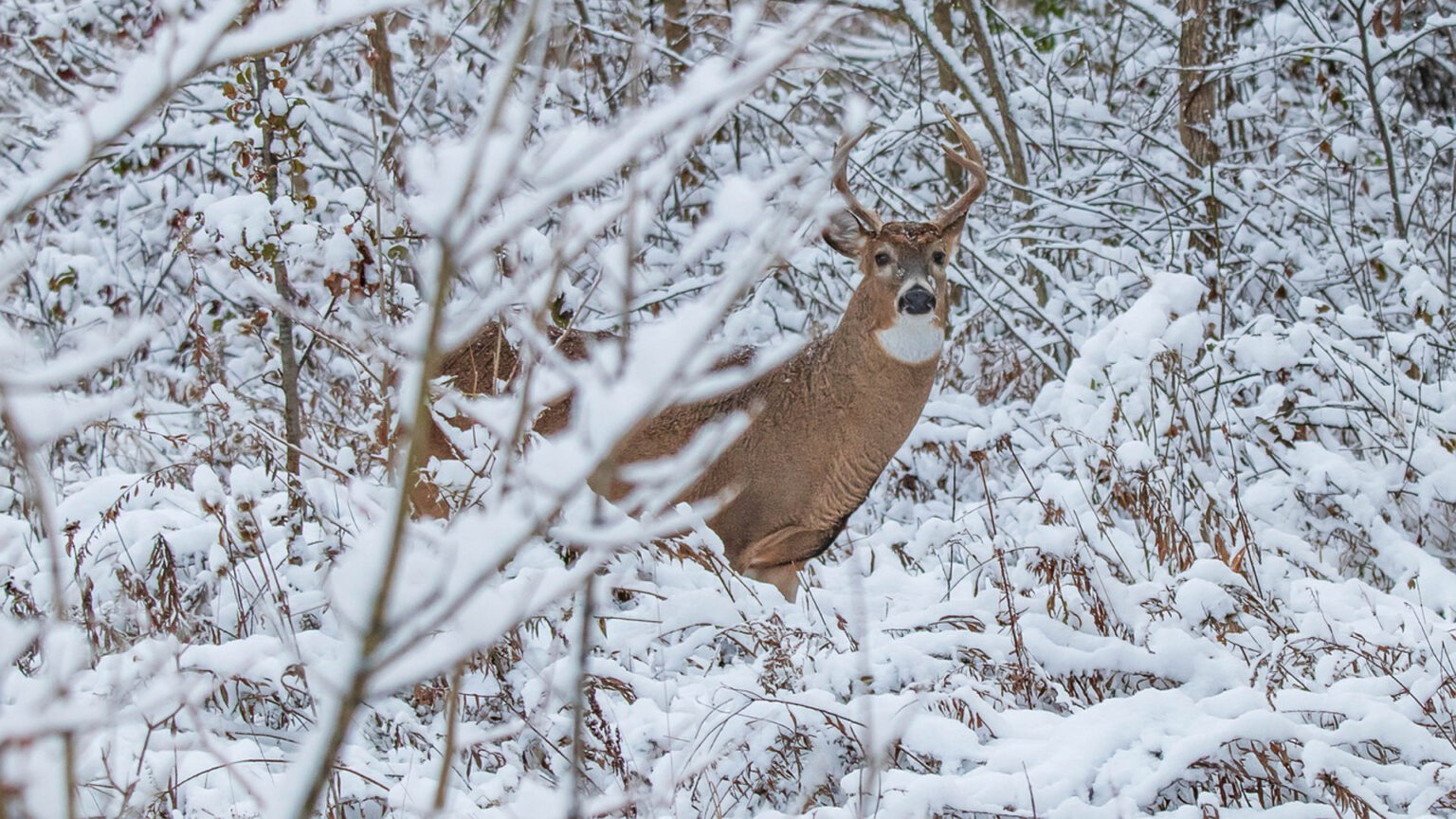 Deer Vision: Are Deer Really Color Blind?