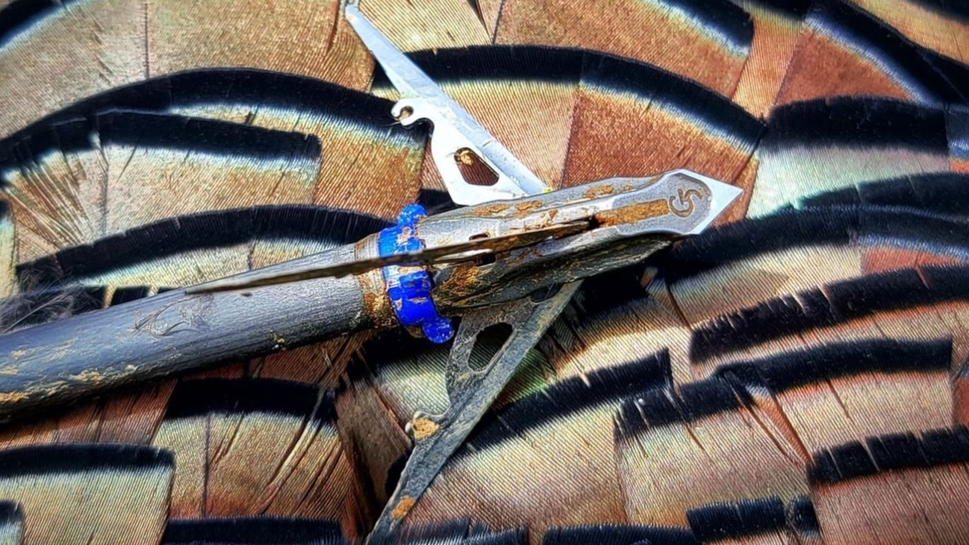 Best Turkey Hunting Broadheads for 2024