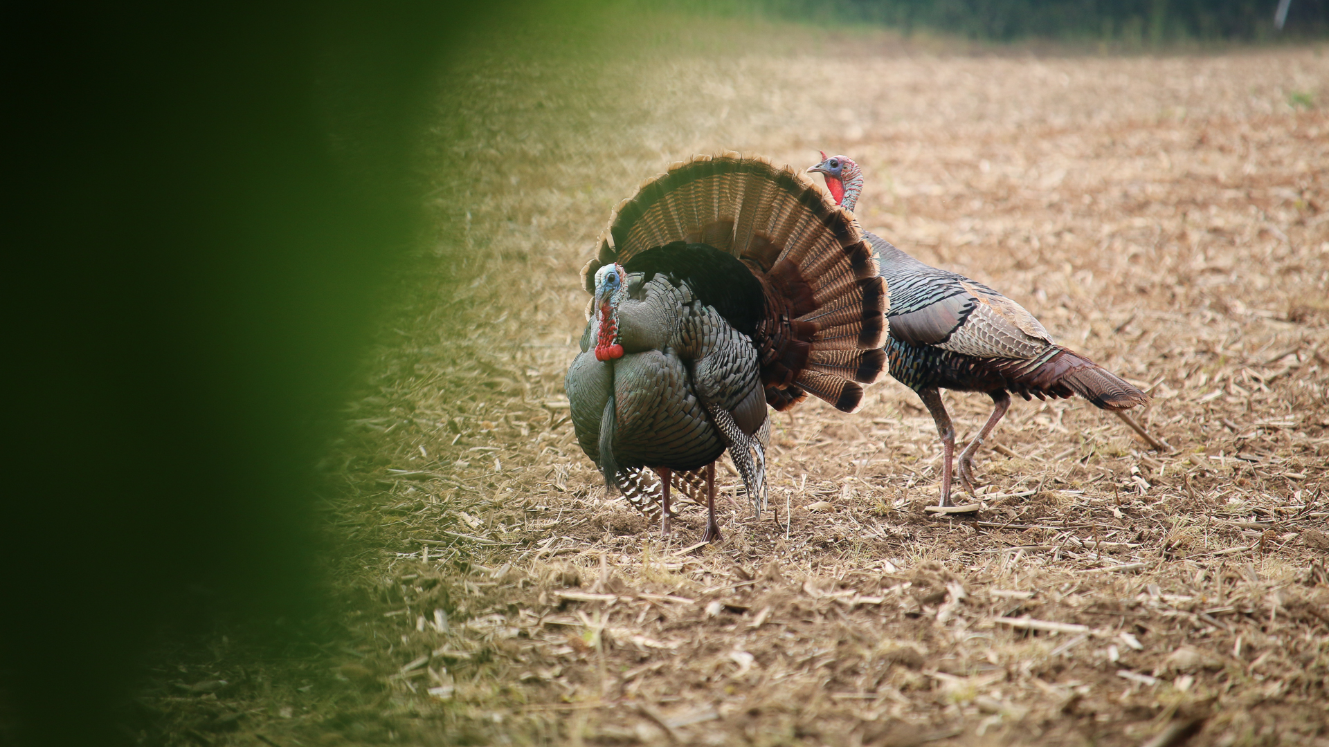 How to E-Scout for Turkeys