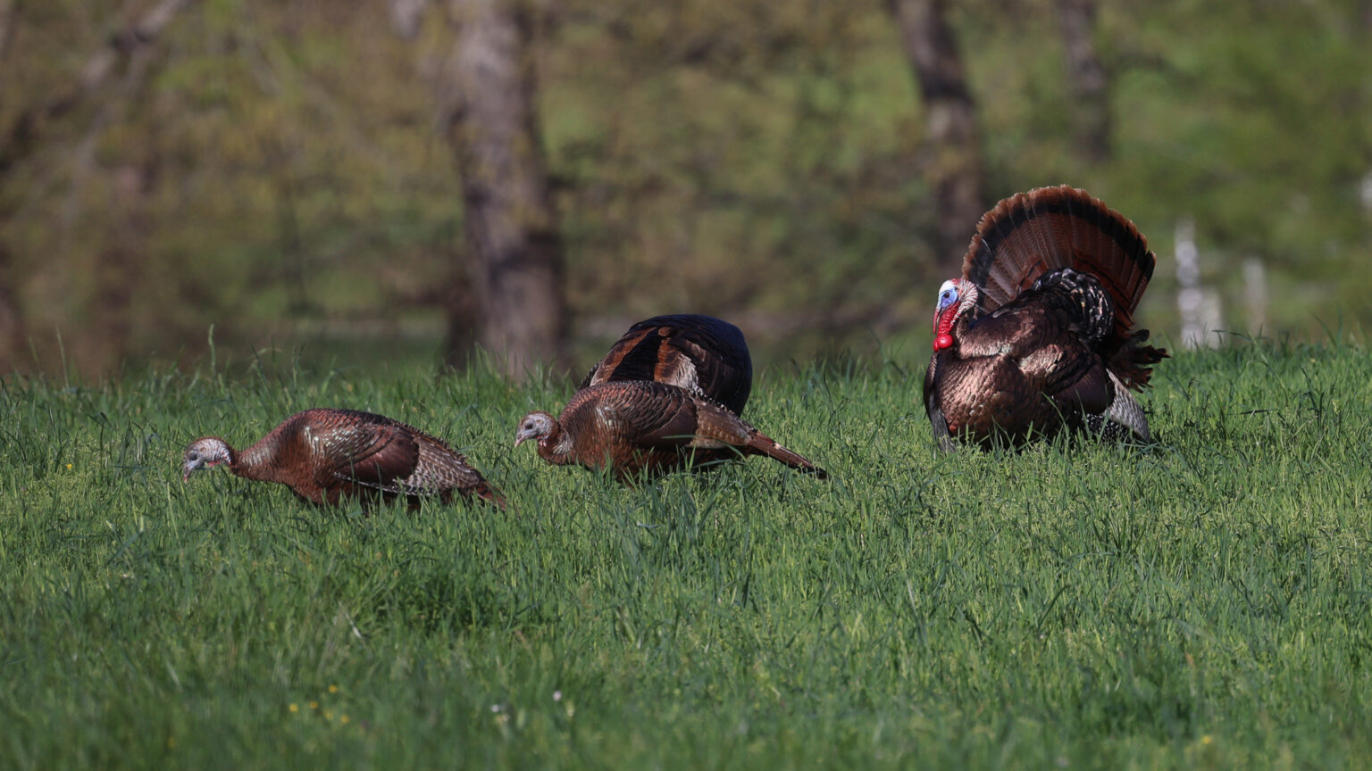 The Wild Turkey Breeding Cycle Explained