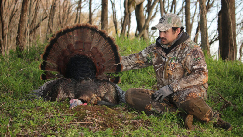 The Wild Turkey Breeding Cycle Explained