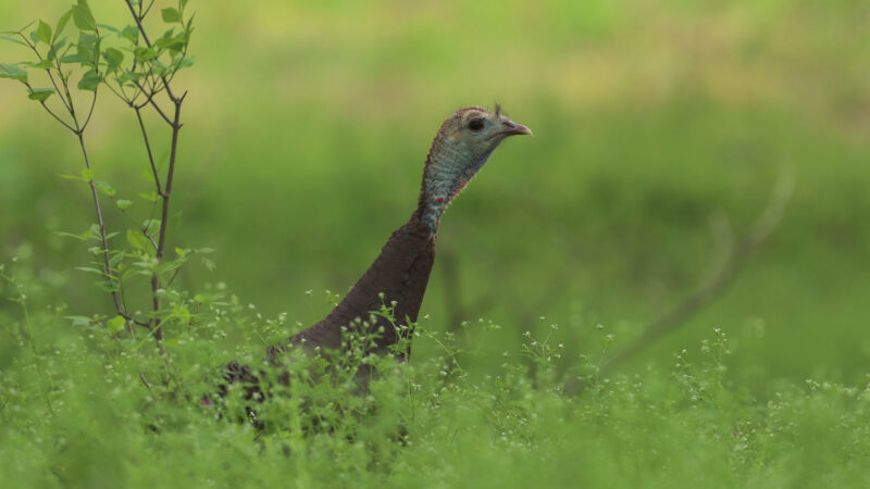 The Wild Turkey Breeding Cycle Explained