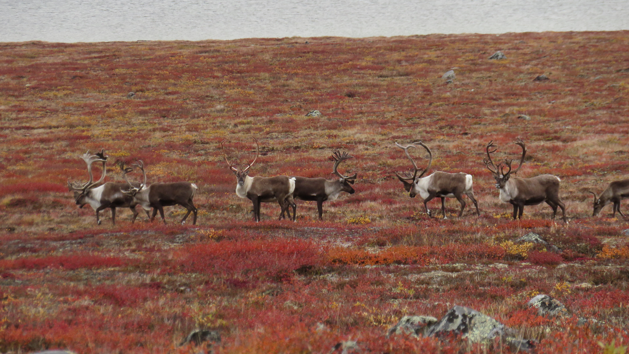 Caribou Hunting in North America