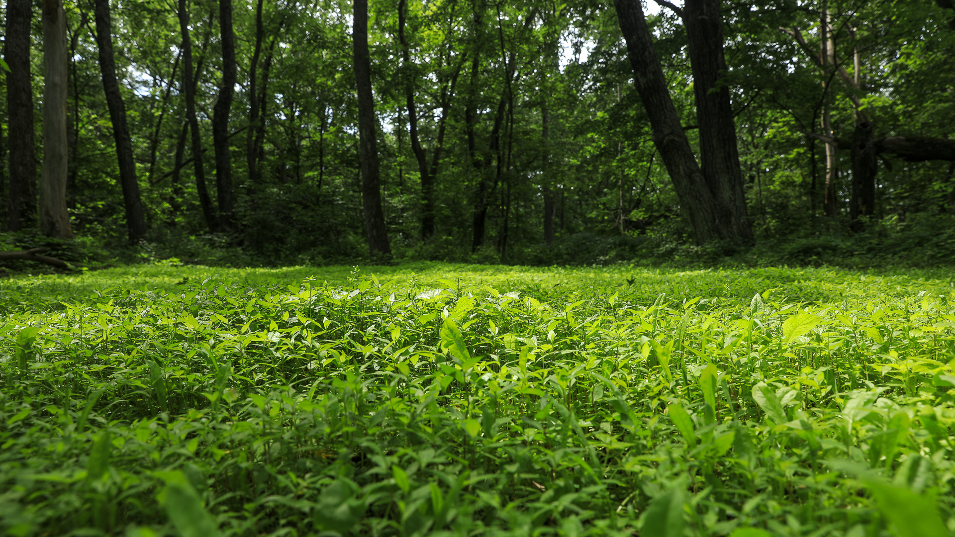 The Ultimate Guide to Spring Food Plots