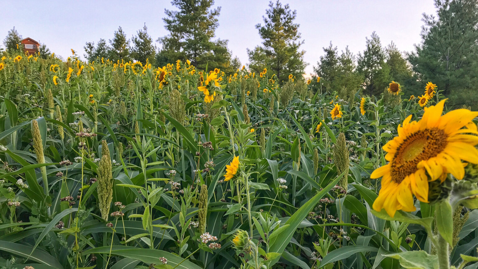 The Ultimate Guide to Spring Food Plots