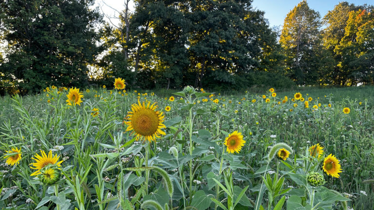 The Ultimate Guide to Spring Food Plots