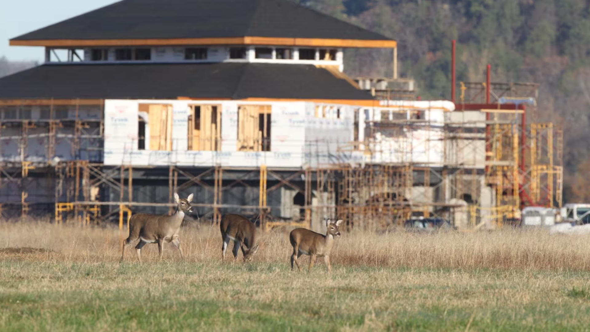 Urban Archery Deer Hunts in Arkansas