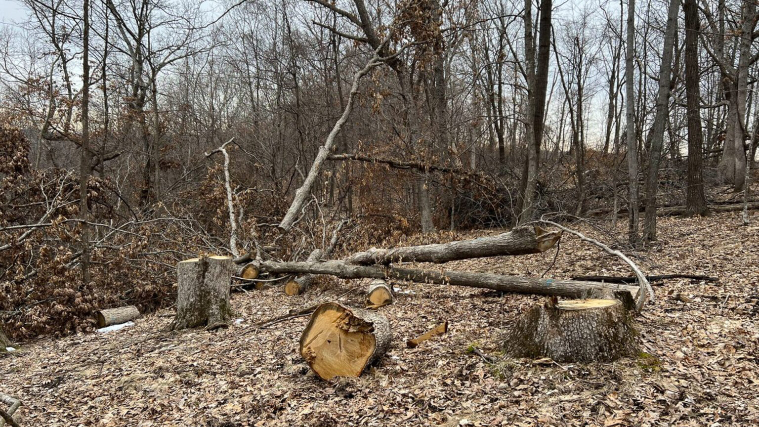 How to Start a Timber Stand Improvement Project