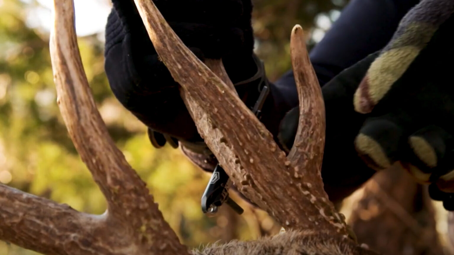 Antlers vs. Horns: What's the Difference?