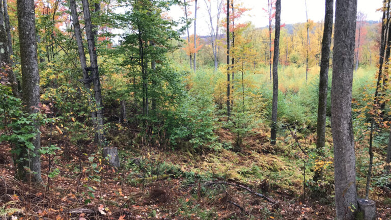 Public vs Private Land Deer Hunting: Pros & Cons