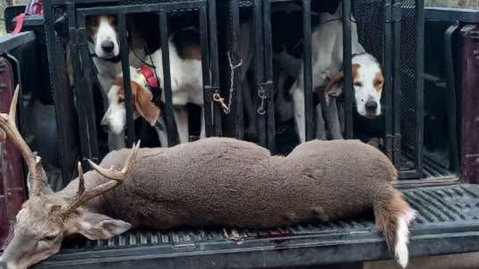 Deer Hunting with Dogs: A Lost Tradition