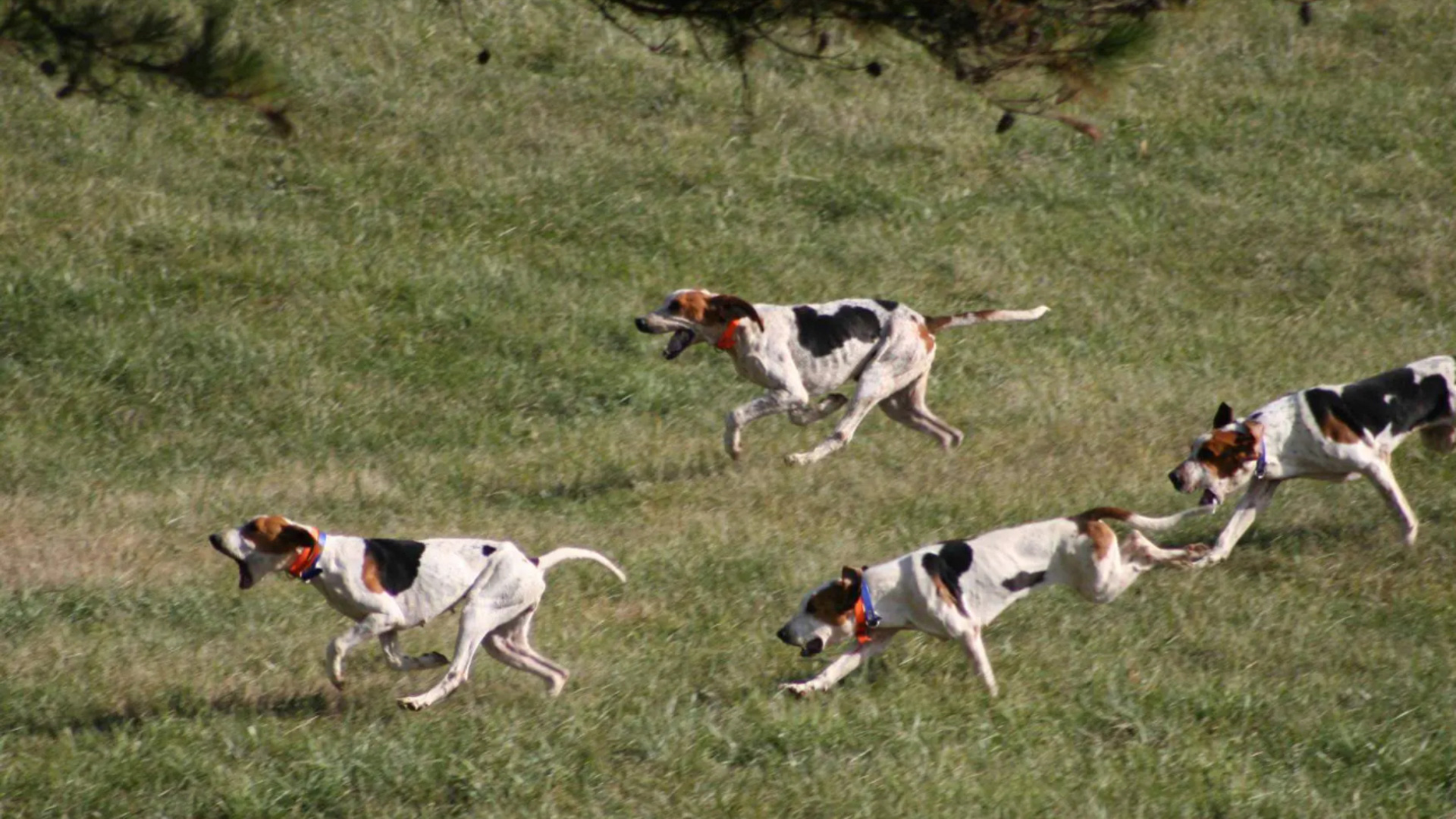 Deer Hunting with Dogs: A Lost Tradition