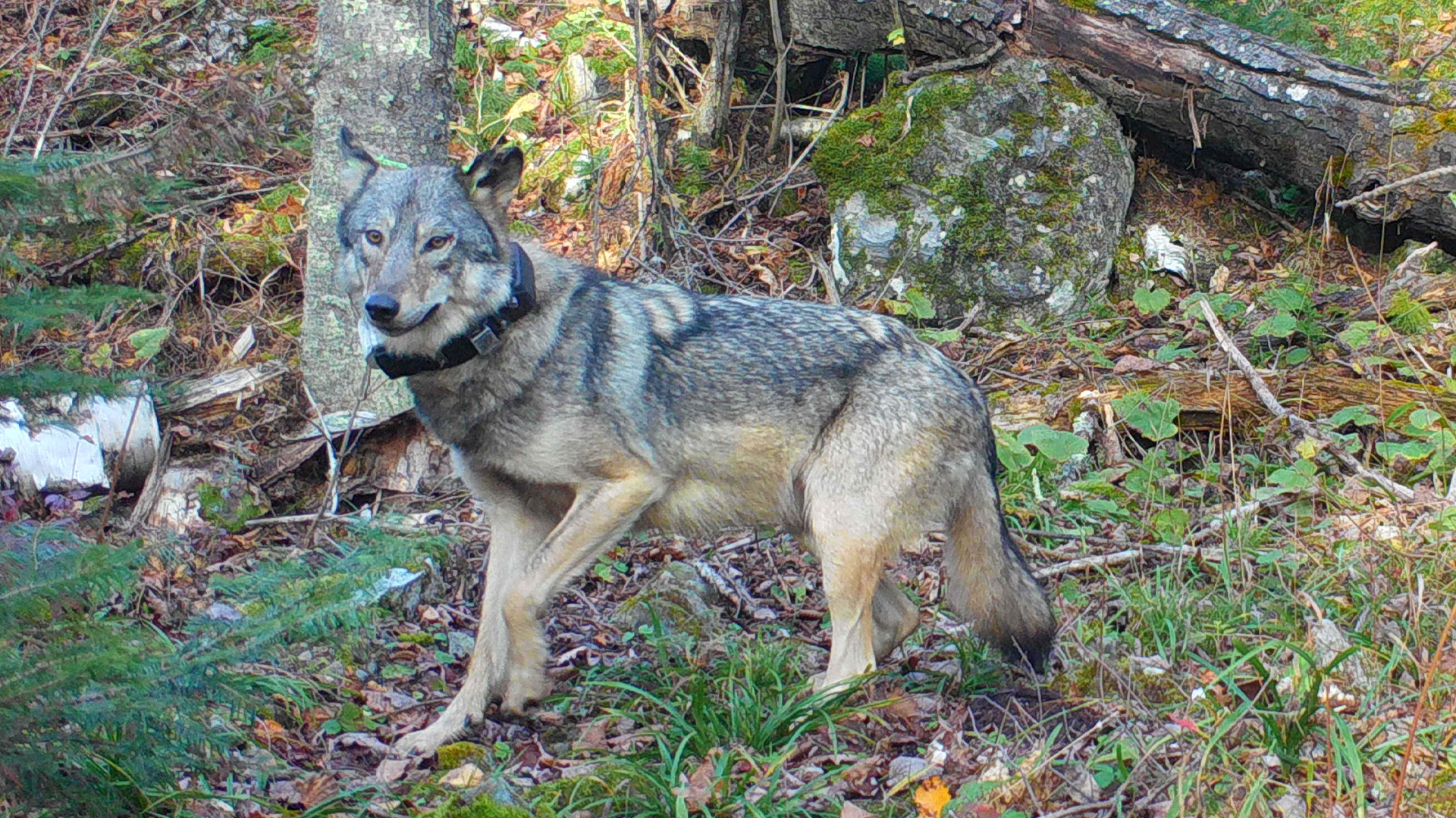 House Votes to Delist Gray Wolves Nationwide