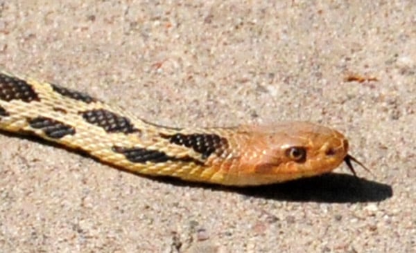 Fox Snake