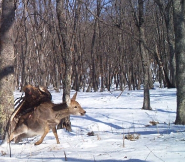 Eagle vs Deer: Rare Trail Camera Photos