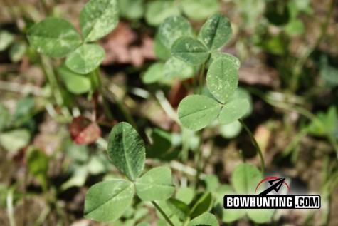 Early Season Whitetails and Food Plots