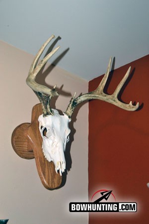 European Skull Mounts; The Shoulder Mount Alternative