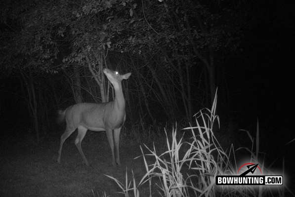Hunting Deer Scrapes Part 2 - Creating a Mock Scrape