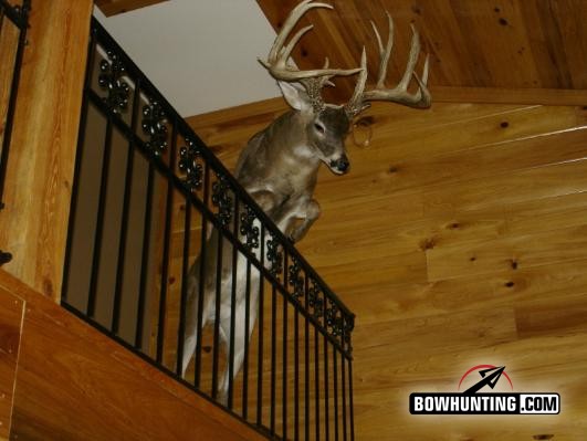 Check this Out! What an Amazing Whitetail Buck Mount!